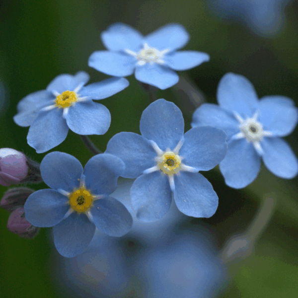 Get Support | Dementia Helpline Support Groups